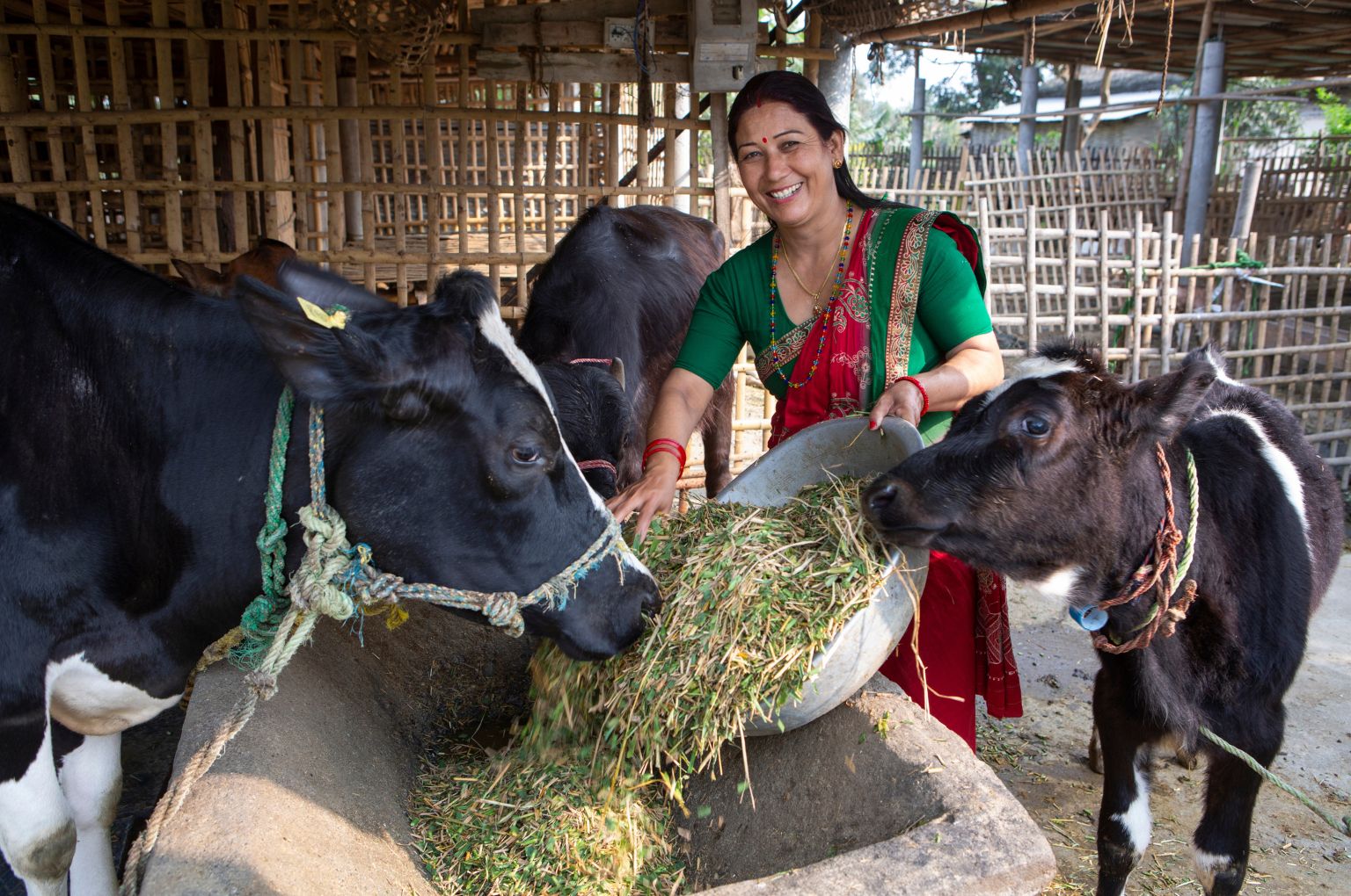 AAF funds dairy project in Nepal - World Agritech