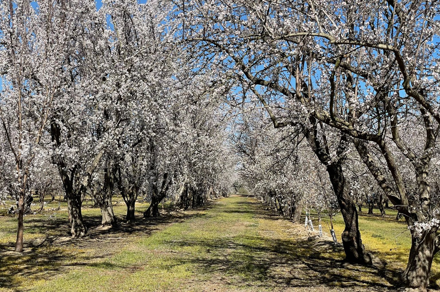 Precision pollination in the orchard - World Agritech