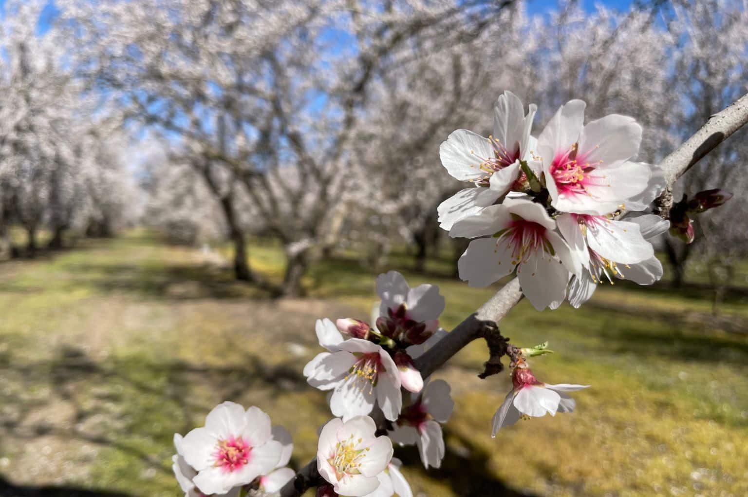 Precision pollination in the orchard - World Agritech