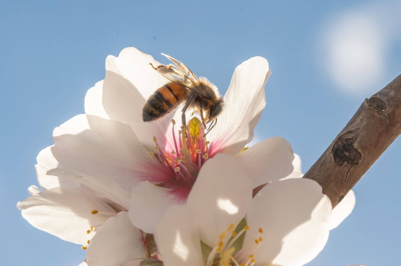 Precision pollination in the orchard - World Agritech